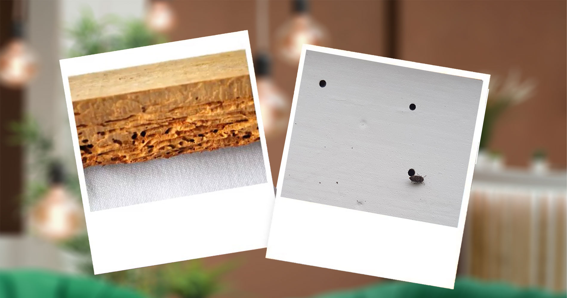 How to Get Rid of Borer: An Easy 1-2-3 Step Control Programme | Kiwicare