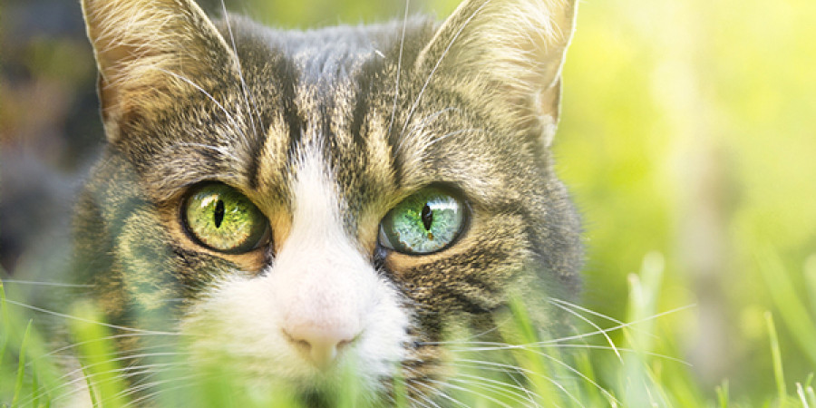 Advice - How to Deter Cats from Your Garden | Kiwicare