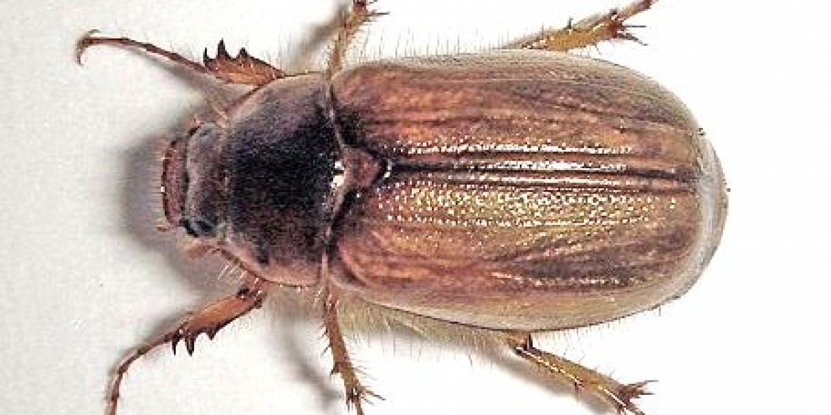 Advice - Learn About Chaffer Beetles | Kiwicare