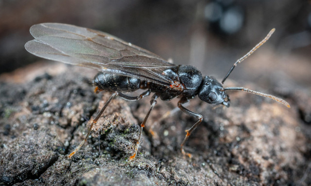 List of The Ants of New Zealand | Kiwicare