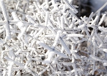 Advice - Learn About Weed Weapon in winter | Kiwicare