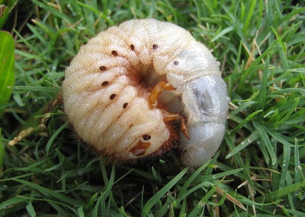 Grass Grub Control of Grass Grub Pests in Lawns Kiwicare