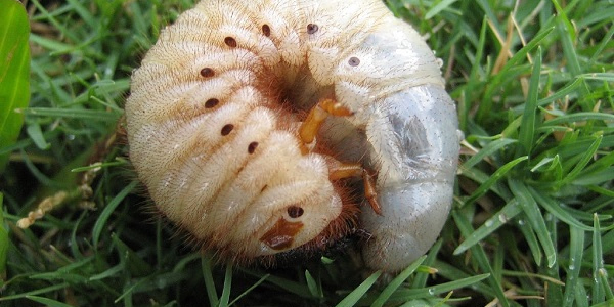 Advice - How to Understand Insect Pest Life-Cycles | Kiwicare