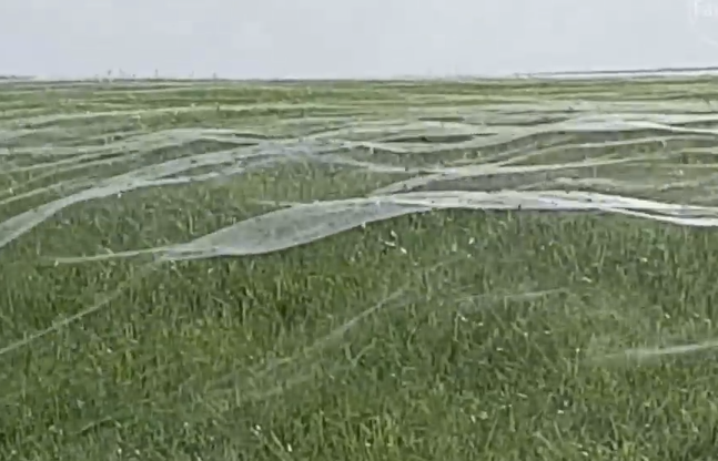 Advice - Watch a News Video on Spiderlings Flying | Kiwicare