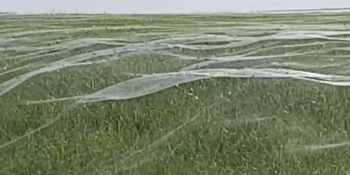 Advice - Watch a News Video on Spiderlings Flying | Kiwicare