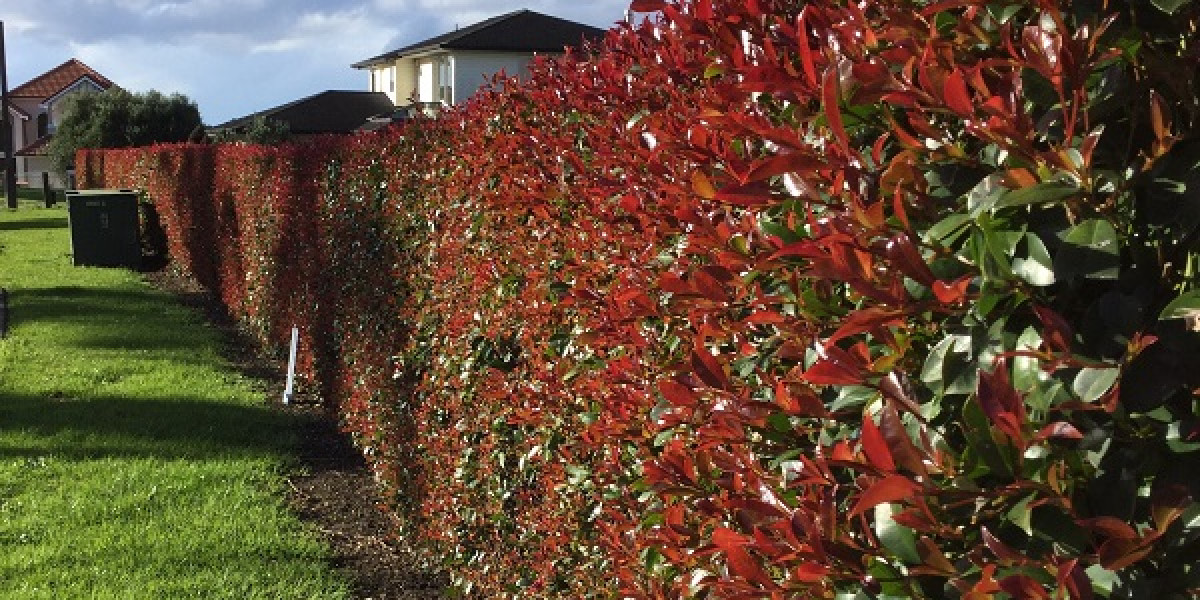 Advice - Fertiliser for Buxus and Other Hedging Plants? | Kiwicare