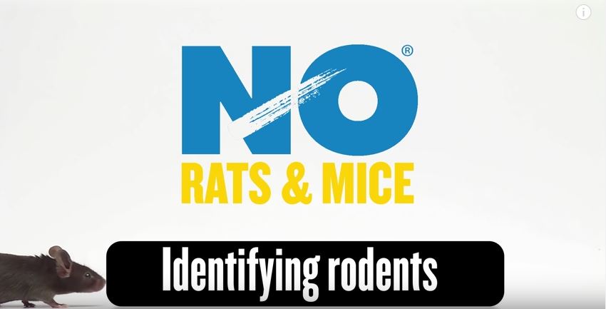 Advice - Video on How to Identfy Rats and Mice | Kiwicare