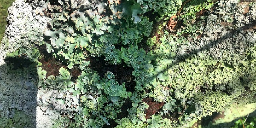 Advice - Lichens Often Grow on the Bark of Trees. | Kiwicare