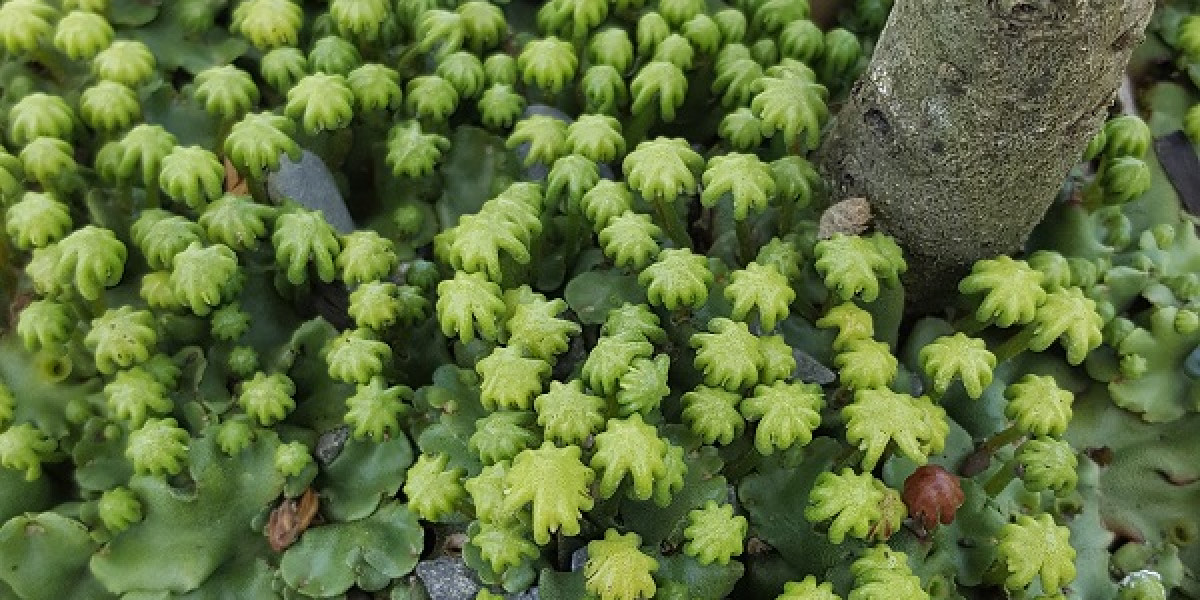 Advice - Learn about Liverworts | Kiwicare