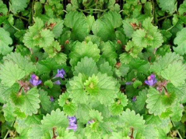 Advice - Annual, Biennial and Perennial Weeds? | Kiwicare