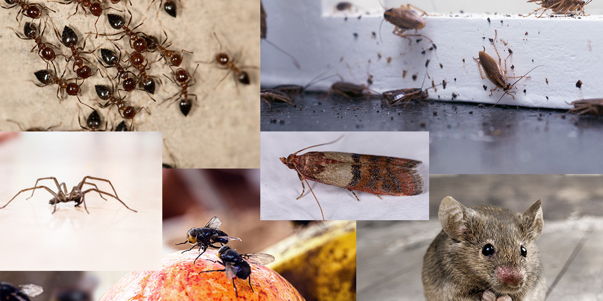 Top 10 Worst Home Pests in New Zealand & How to Get Rid of Them | Kiwicare