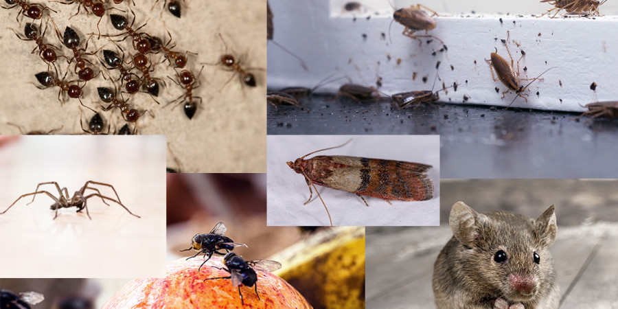 Top 10 Worst Home Pests in New Zealand & How to Get Rid of Them | Kiwicare