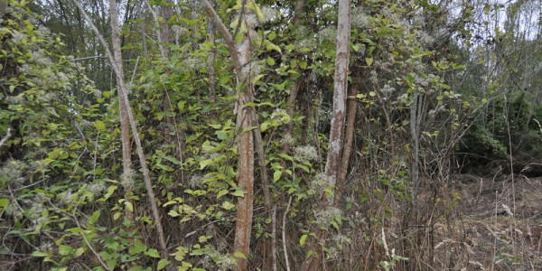 Advice - How to Get Rid of Weedy Vines and Creepers | Kiwicare