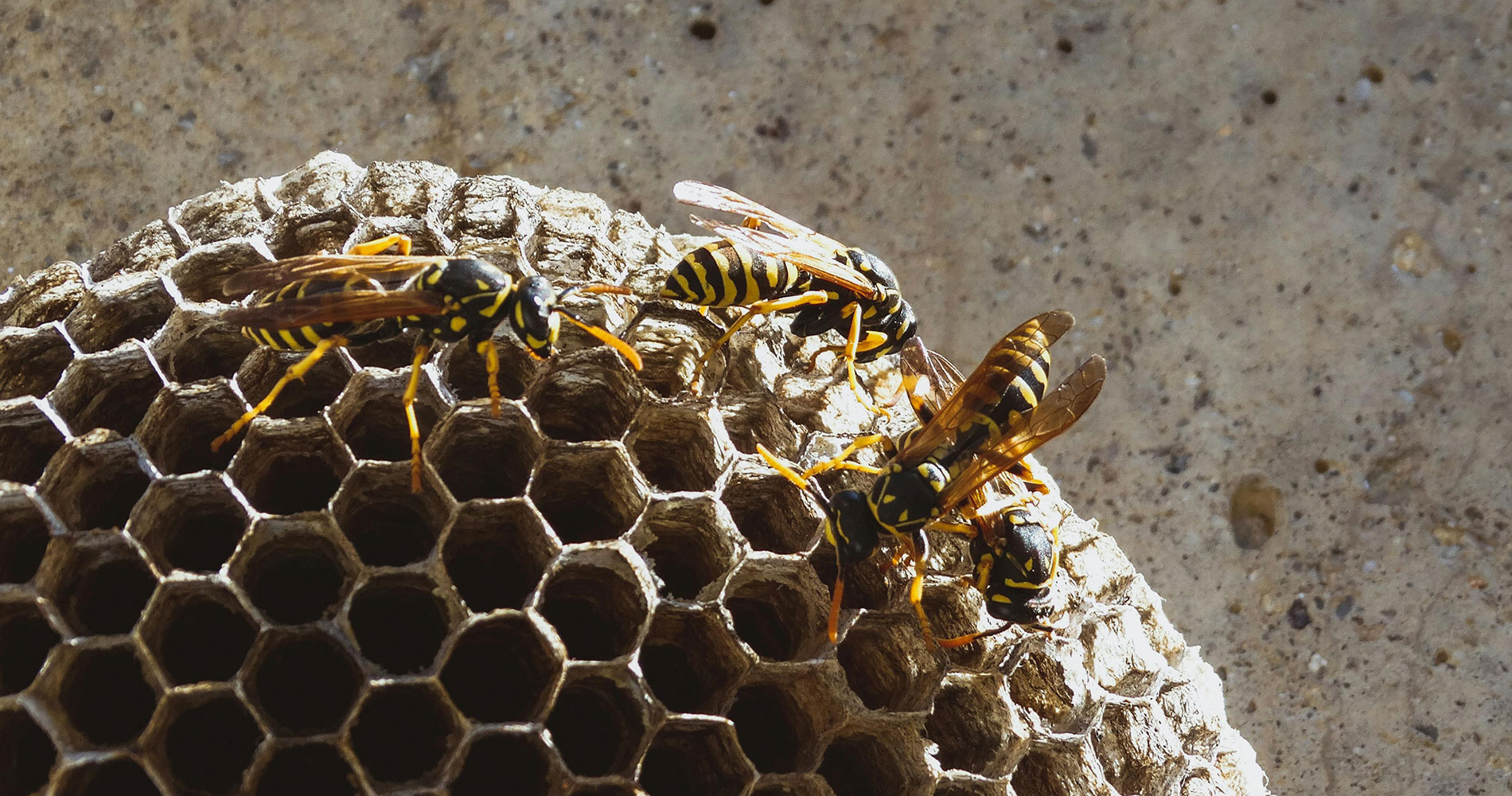 Getting Rid of Wasps: An Easy DIY 1-2-3 Step Guide | Kiwicare