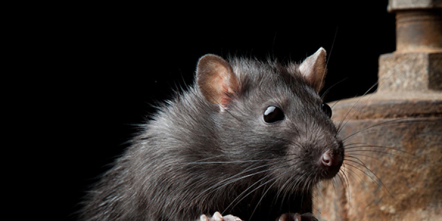 Advice - How to Identfy Rats and Mice | Kiwicare