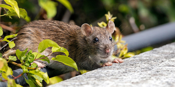 Why you see more rodents during El Niño and how to deal with them ...