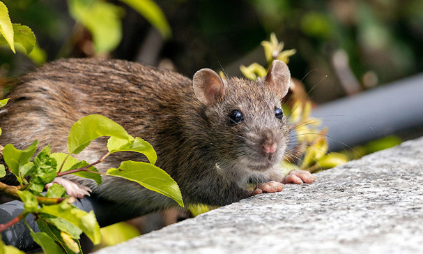 Help Save NZ's Native Birds | Rodent & Predator Free | Kiwicare