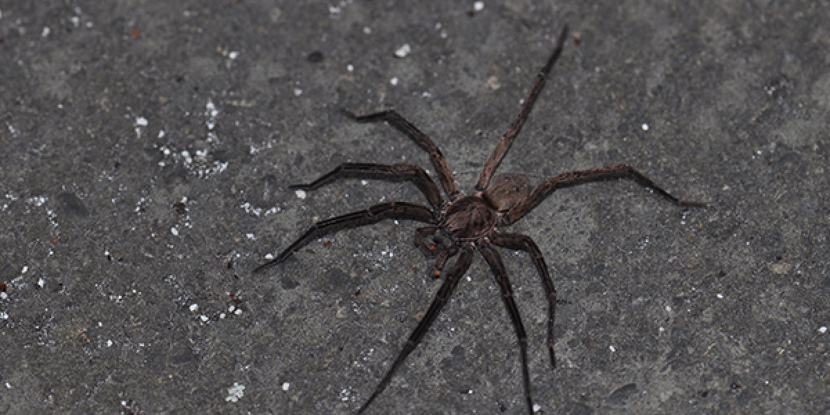 Advice - How to Stop Crawling Insect and Spider Pests | Kiwicare