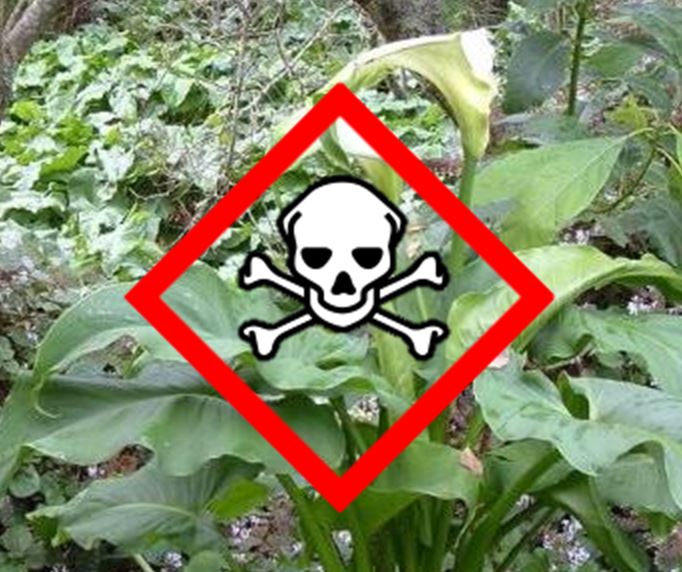 Plants That Are Poisonous 10 Most Poisonous Plants Found In India