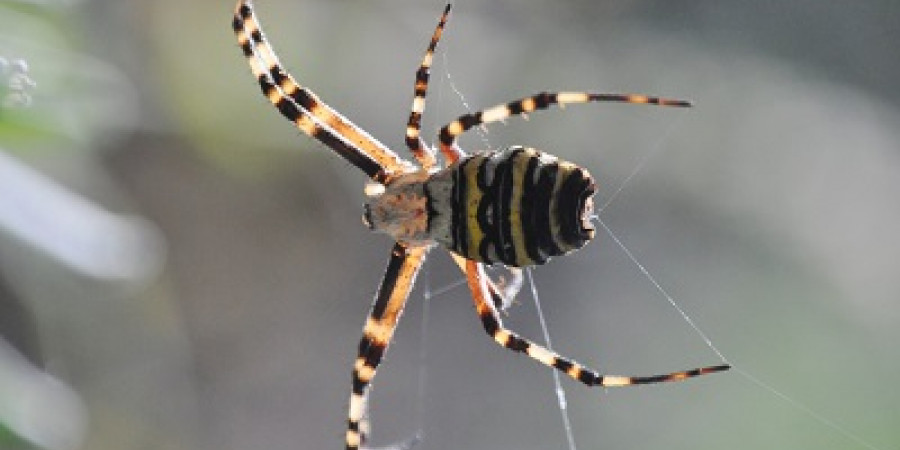 Advice - The Difference - Bugs, Insects and Spiders | Kiwicare