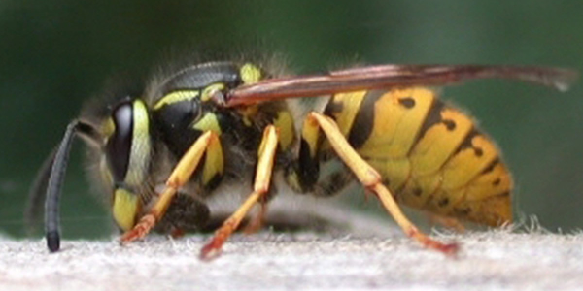 About Stinging Insects in New Zealand | Kiwicare