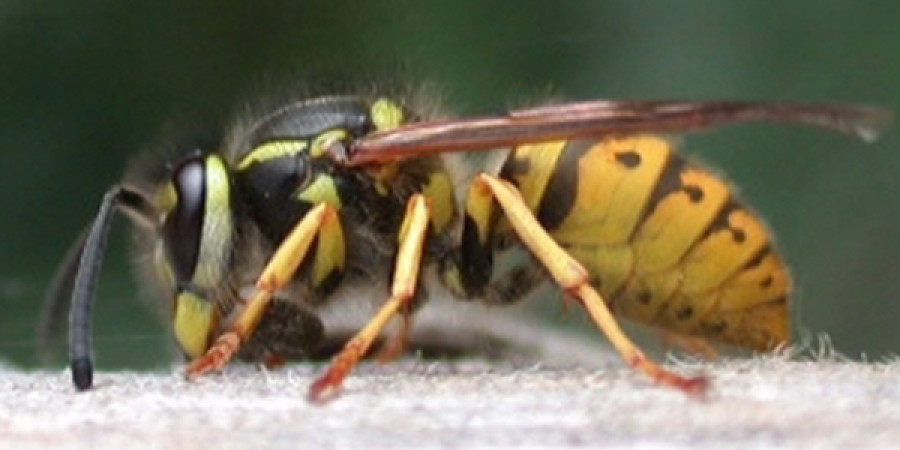 Advice - Learn About NO Wasps Eliminator | Kiwicare