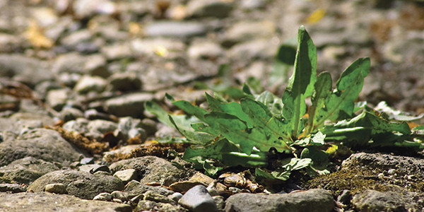 The Definition of Weeds - Plants in the 'Wrong' Place | Kiwicare