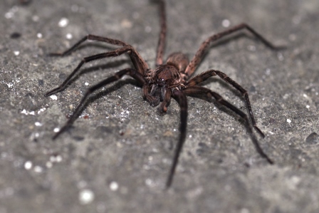 Advice - Learn About the Good Side of Spiders | Kiwicare