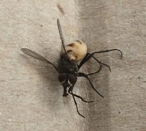 Zombie Flies Are Real