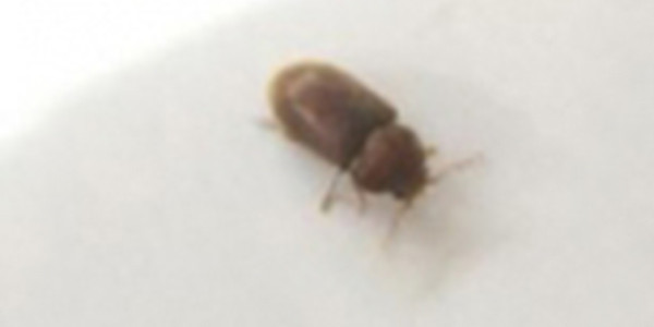 What Are These Little Brown Bugs In My Room - Infoupdate.org