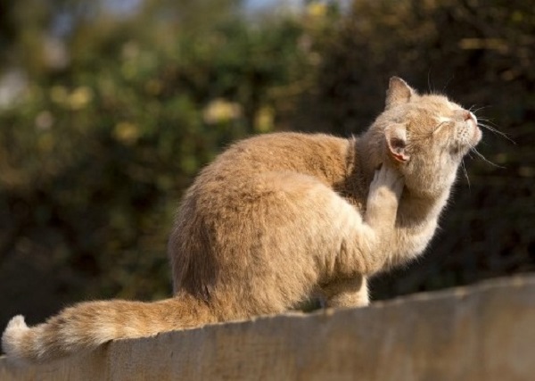 Advice - About Cat Fleas and How to Get Rid of Them | Kiwicare