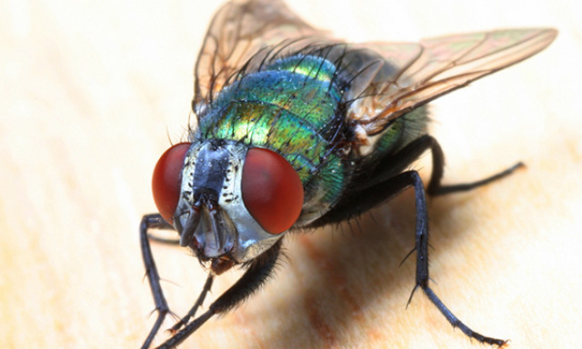 Kiwicare - Pest and Garden Experts & Pest Control | Kiwicare