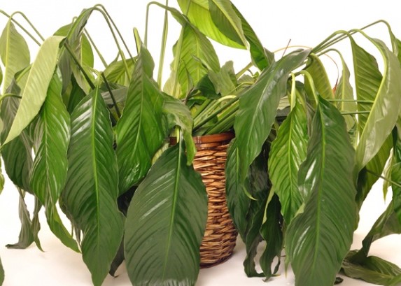 Advice - How to Help Wilting Indoor Plants Recover | Kiwicare