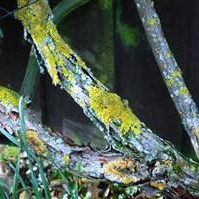 Lichen - Control of lichen in home gardens.