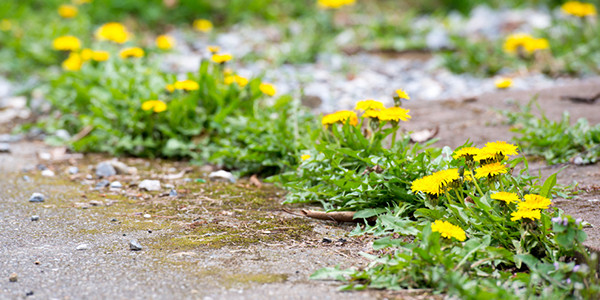 Controlling Weeds 101 & What You Need to Know | Kiwicare