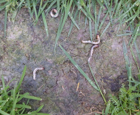 Advice on Lawn Pests and How to Get Rid of Them | Kiwicare